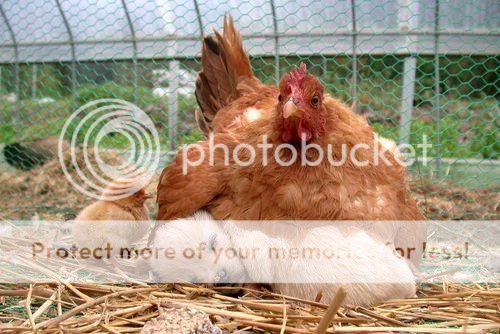 Periquitos australianos - Madres e hijos en esencia (fotos curiosas ...