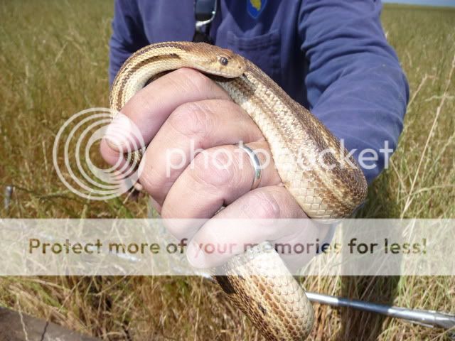 CA-NV Gophers - Field Herp Forum