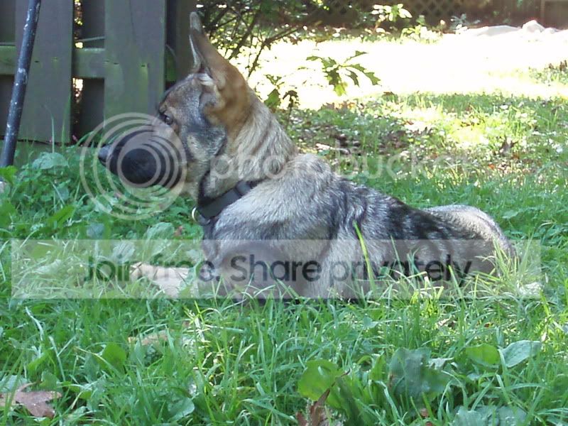 spay incontinence poll | German Shepherds Forum