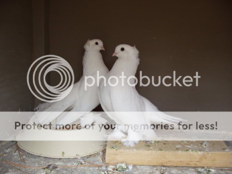 Mindian Fantail Club of America :: Crosses :: Crosses | Runboard